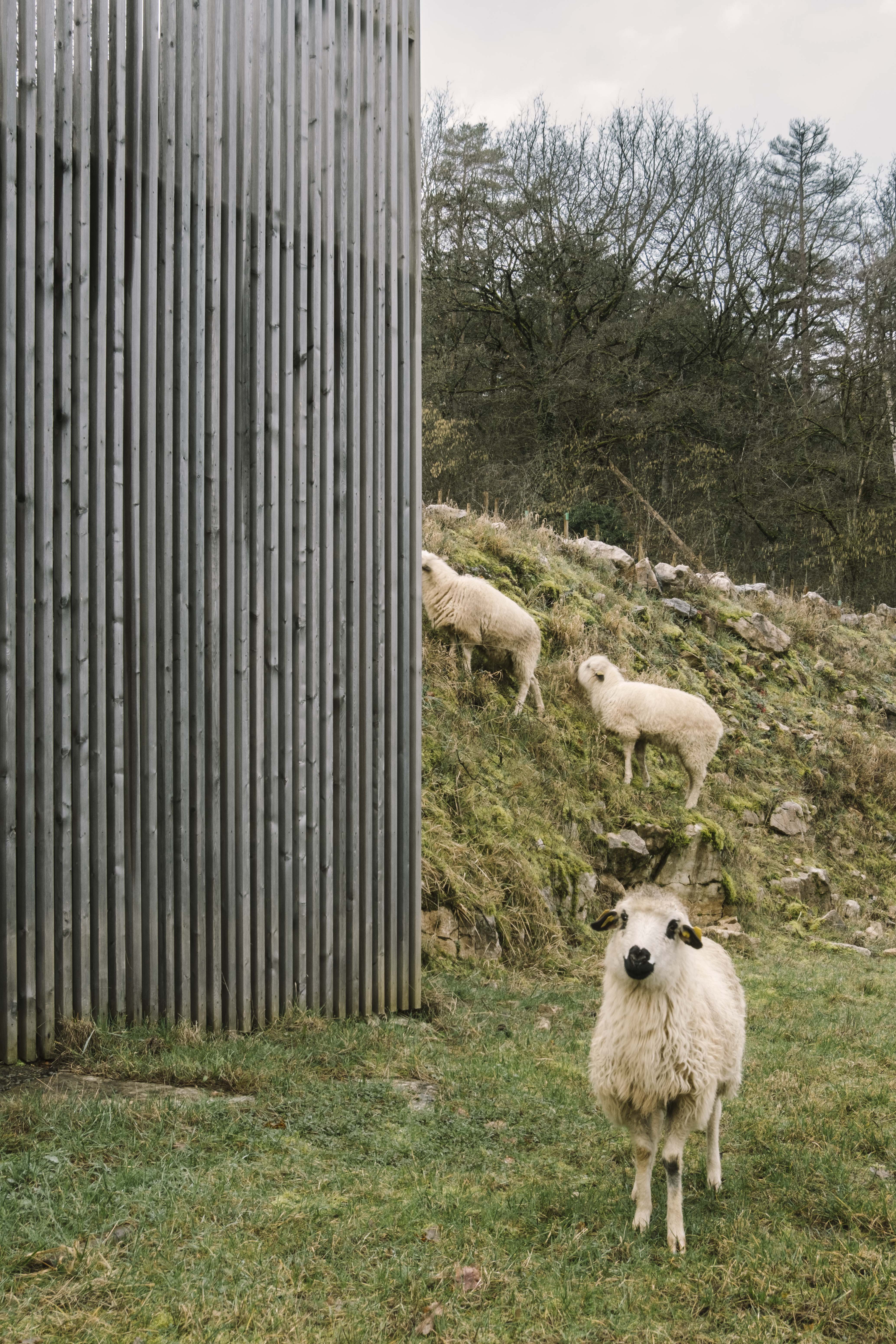 Abri à mouton - Tonale